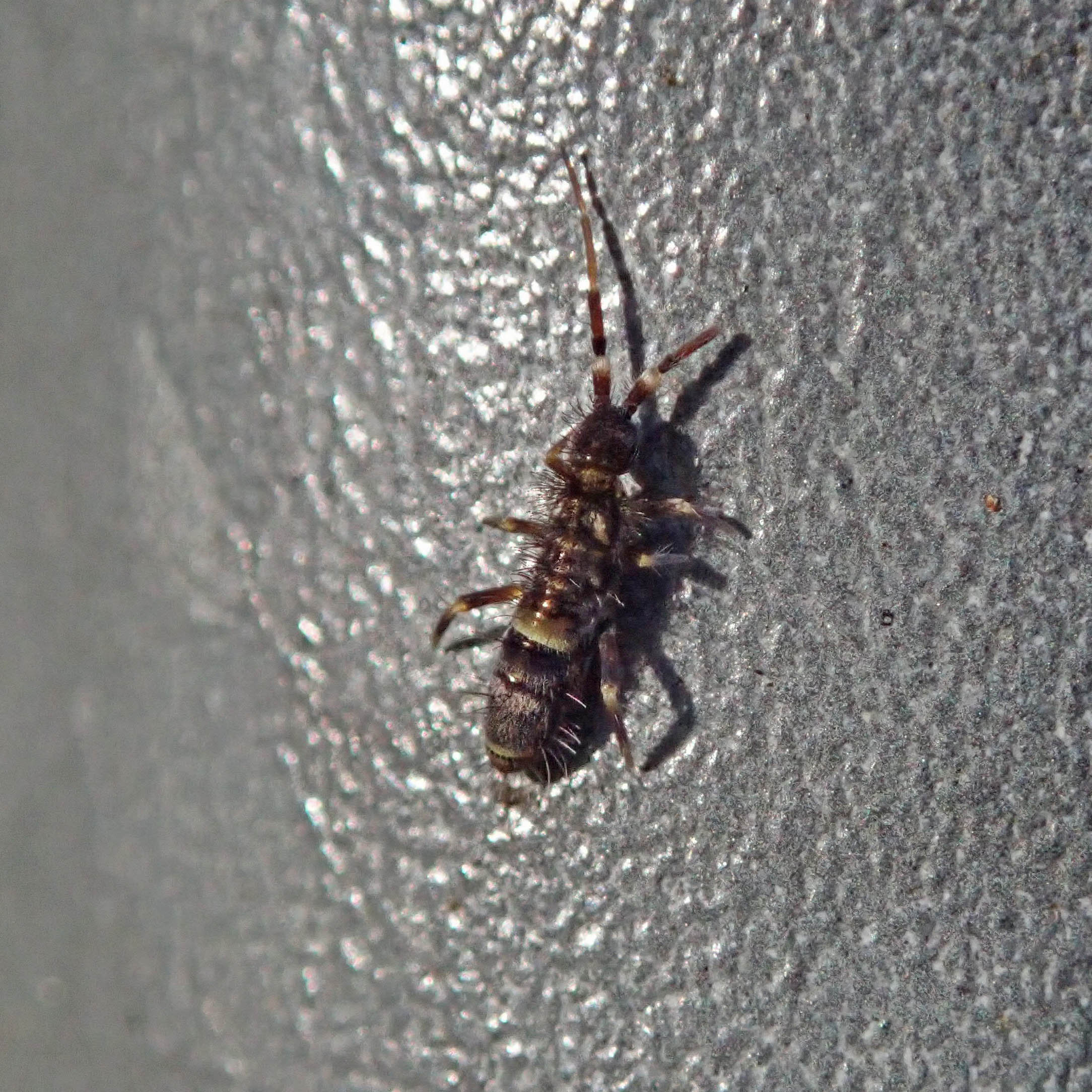 Springtail: Orchesella cincta | earthstar