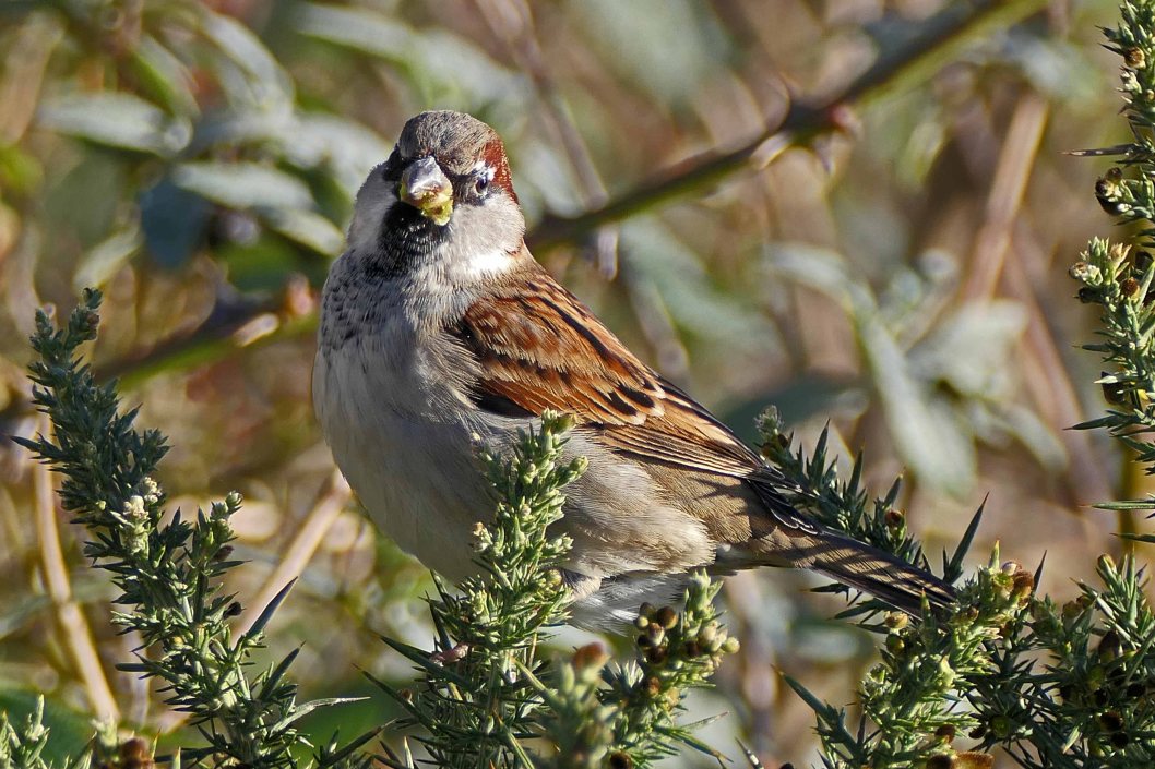 Hungry House sparrow | earthstar