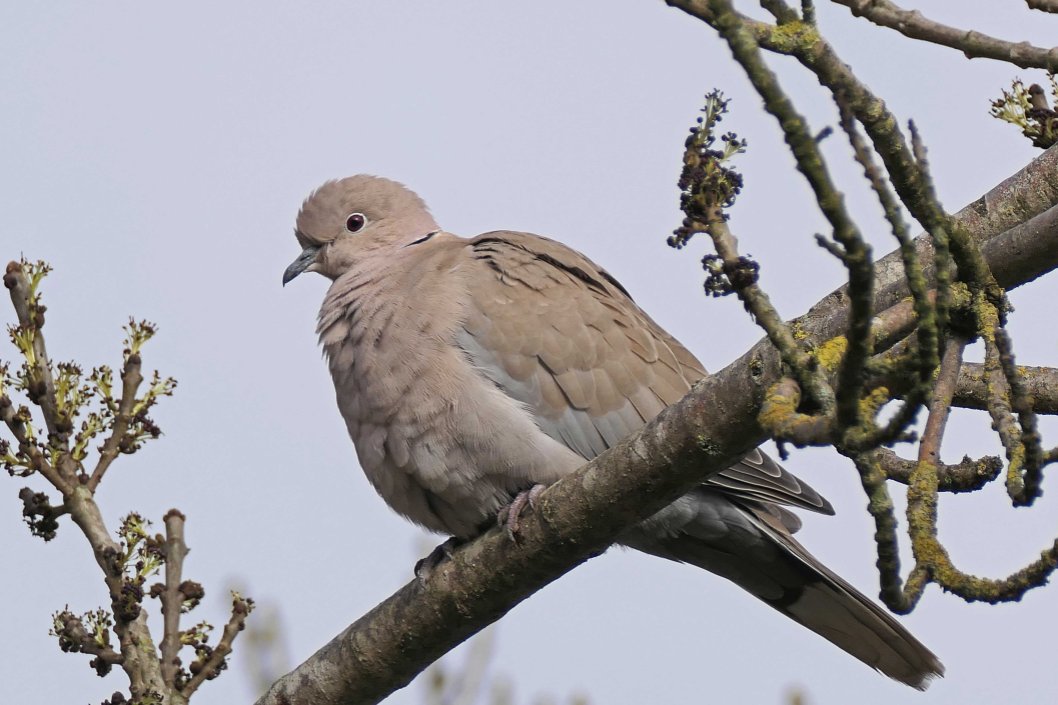 Delightful doves | earthstar