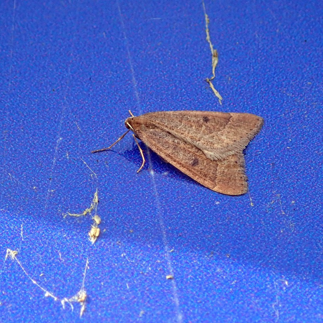 My first moth of the year | earthstar